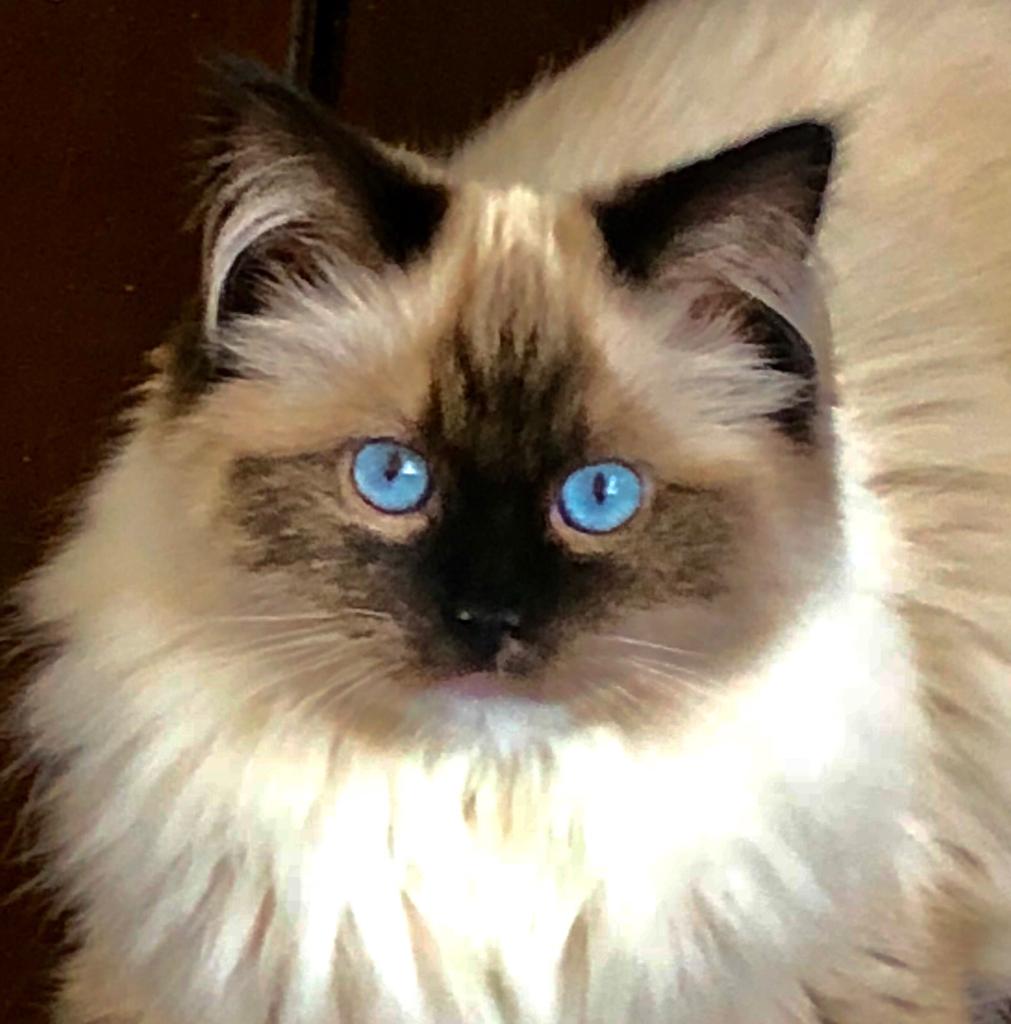 Allevamento Ragdoll e British - Ragdoll del Principe Nova Milanese - Lo ...